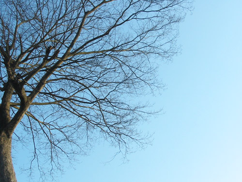 kogarasi – 連載JP